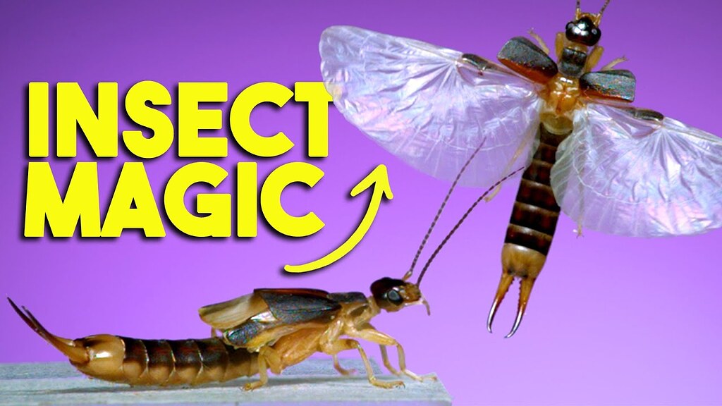 Earwigs Take Flight - Tracking with Closeups - Scanalyst