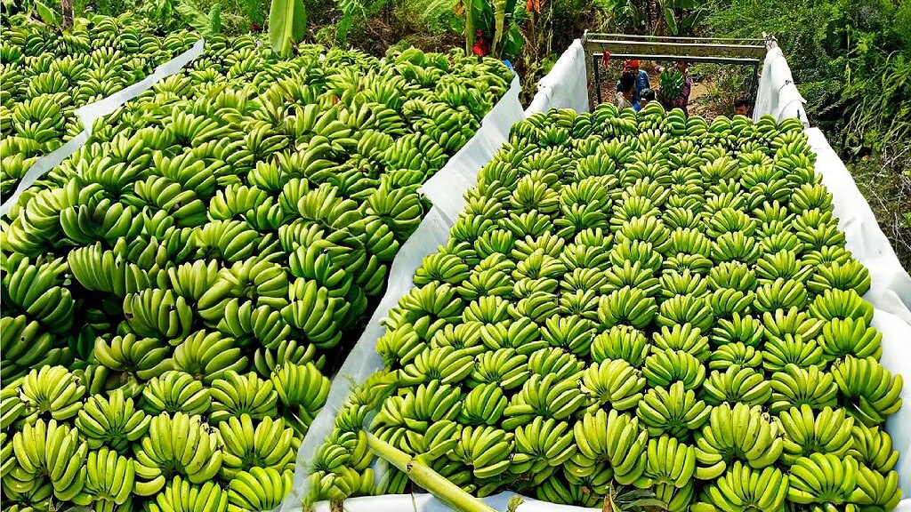 Farming and Processing Bananas - Tracking with Closeups - Scanalyst