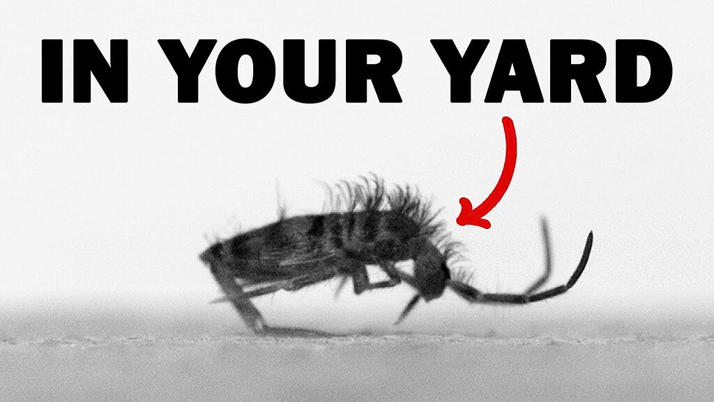Springtails (Collembola) Jumping at 150,000 Frames per Second ...