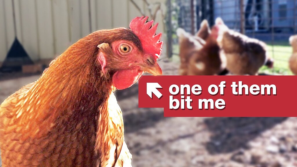 Sentinel Chickens Guarding Australia from Disease - Context - Scanalyst